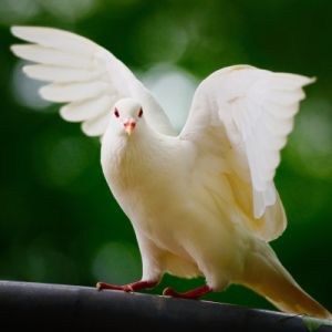 Building Collaborative Classrooms with the DOPE Bird Personality Test ...